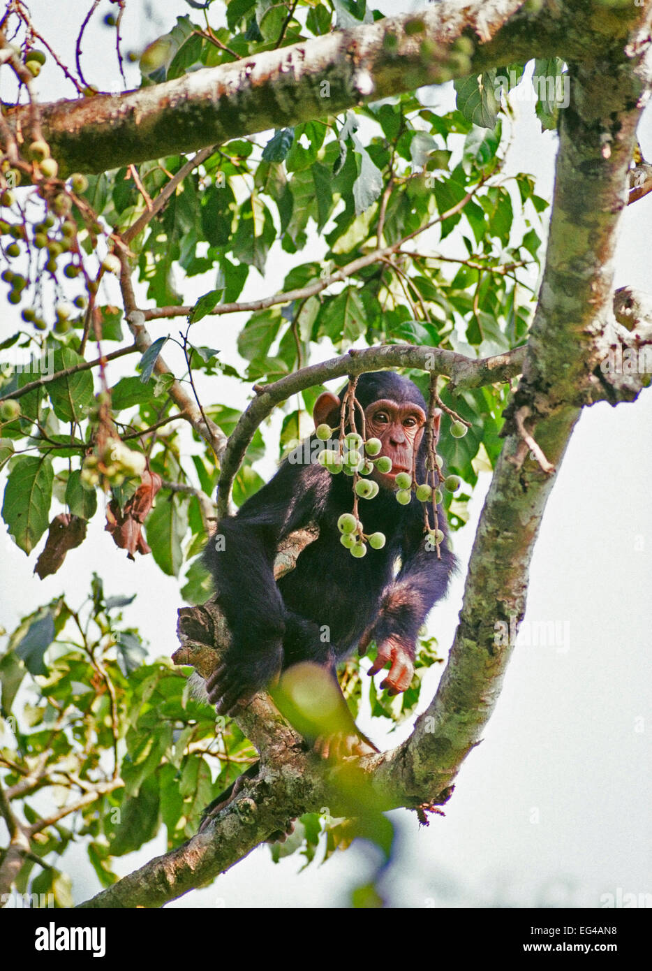 Eastern chimpanzee family hi-res stock photography and images - Alamy