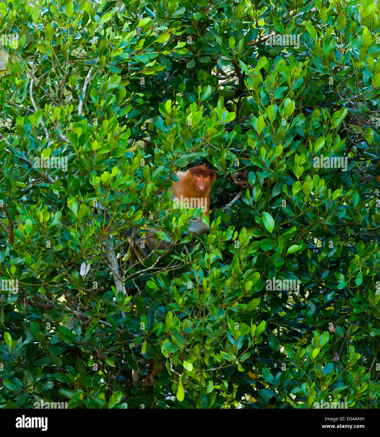 Proboscis monkey (Nasalis larvatus) in mangrove tree Sabah Malaysia ...