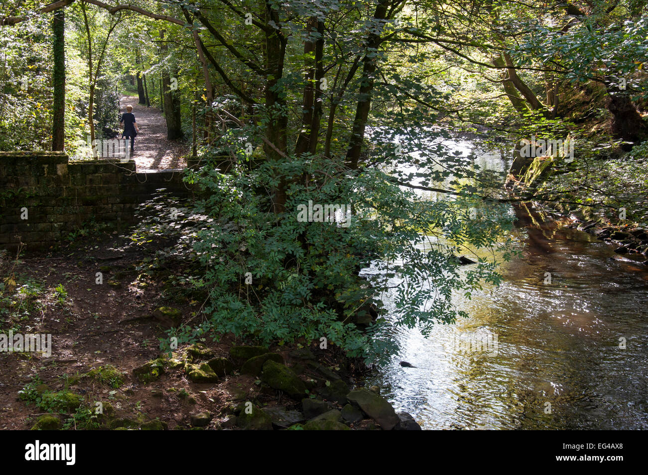 A walker on a path beside the river Etherow in Broadbottom village ...