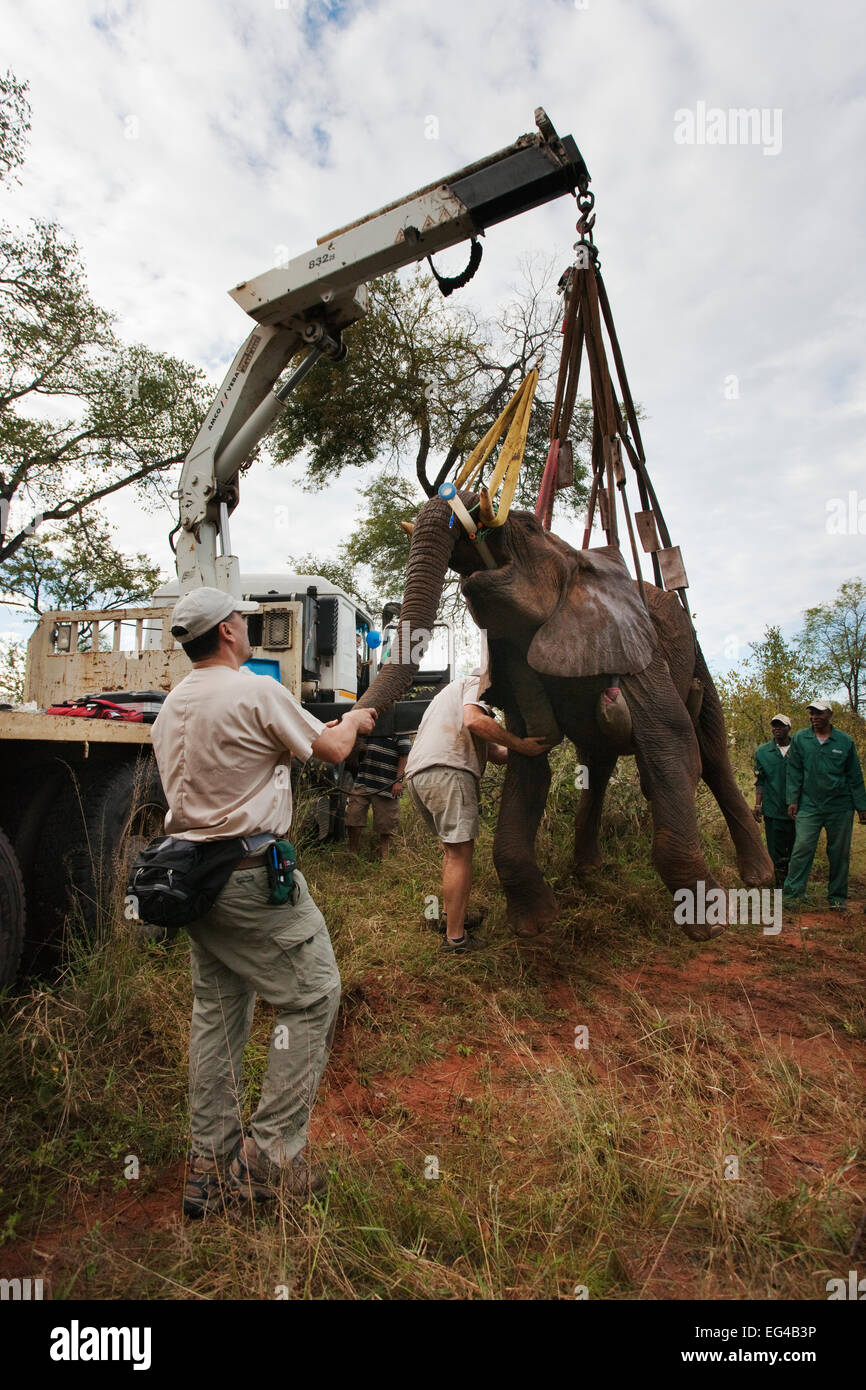 Vasectomy operation High Resolution Stock Photography and Images - Alamy