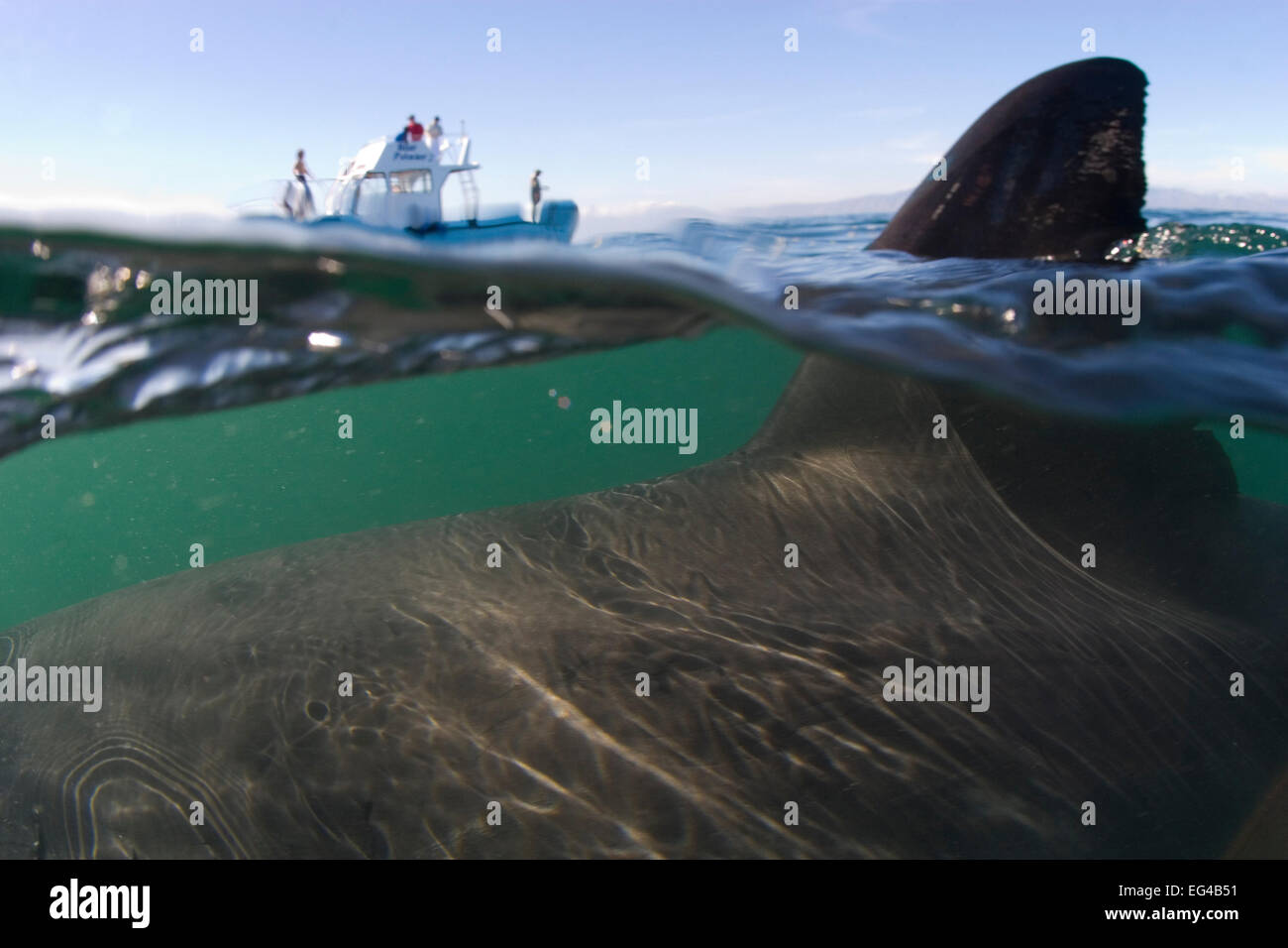 Split level shot Great white shark (Carcharodon carcharias) fin above ...