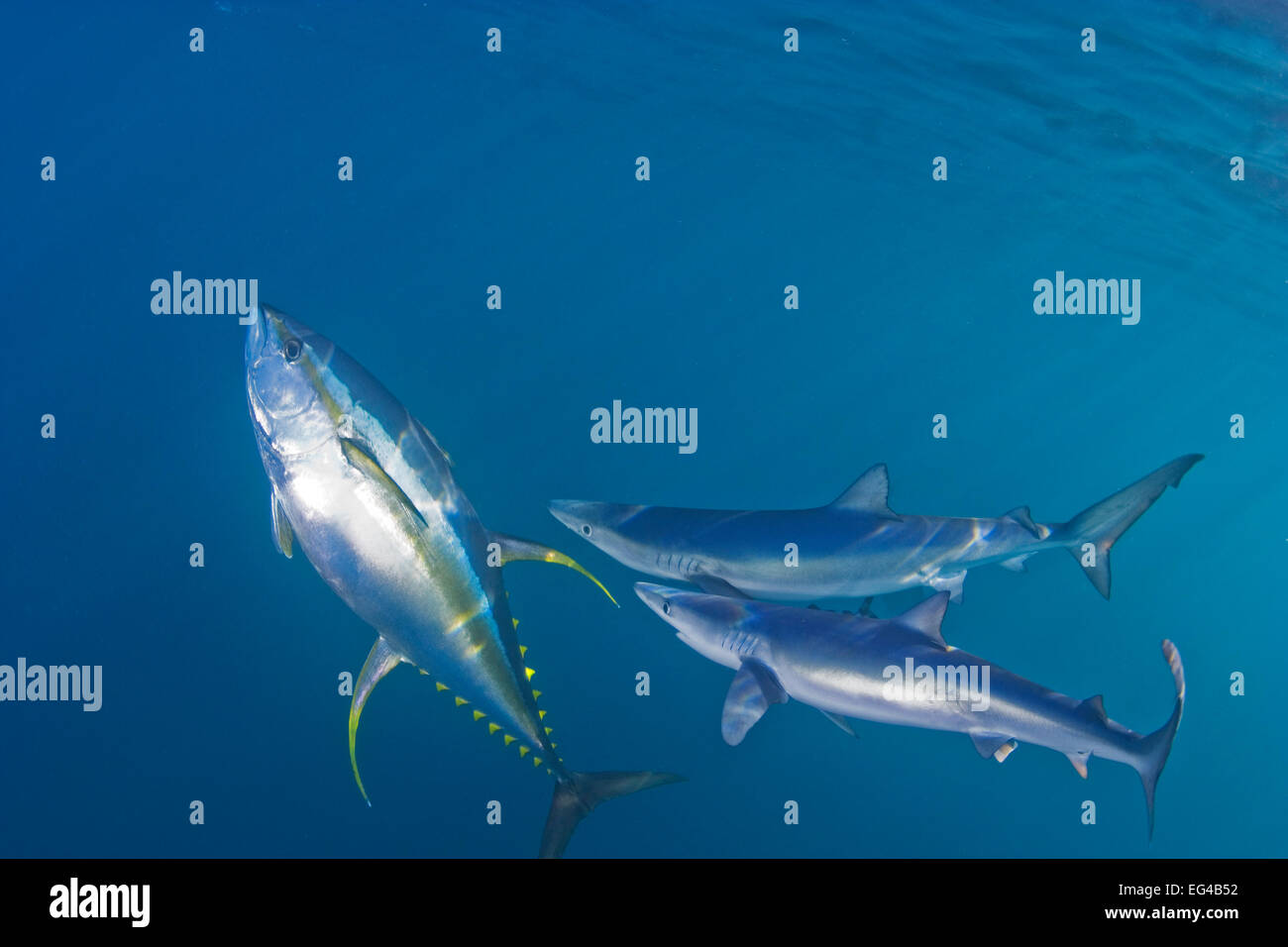 Blue Sharks (Prionace glauca) Yellowfin tuna (Thunnus albacares) Cape ...