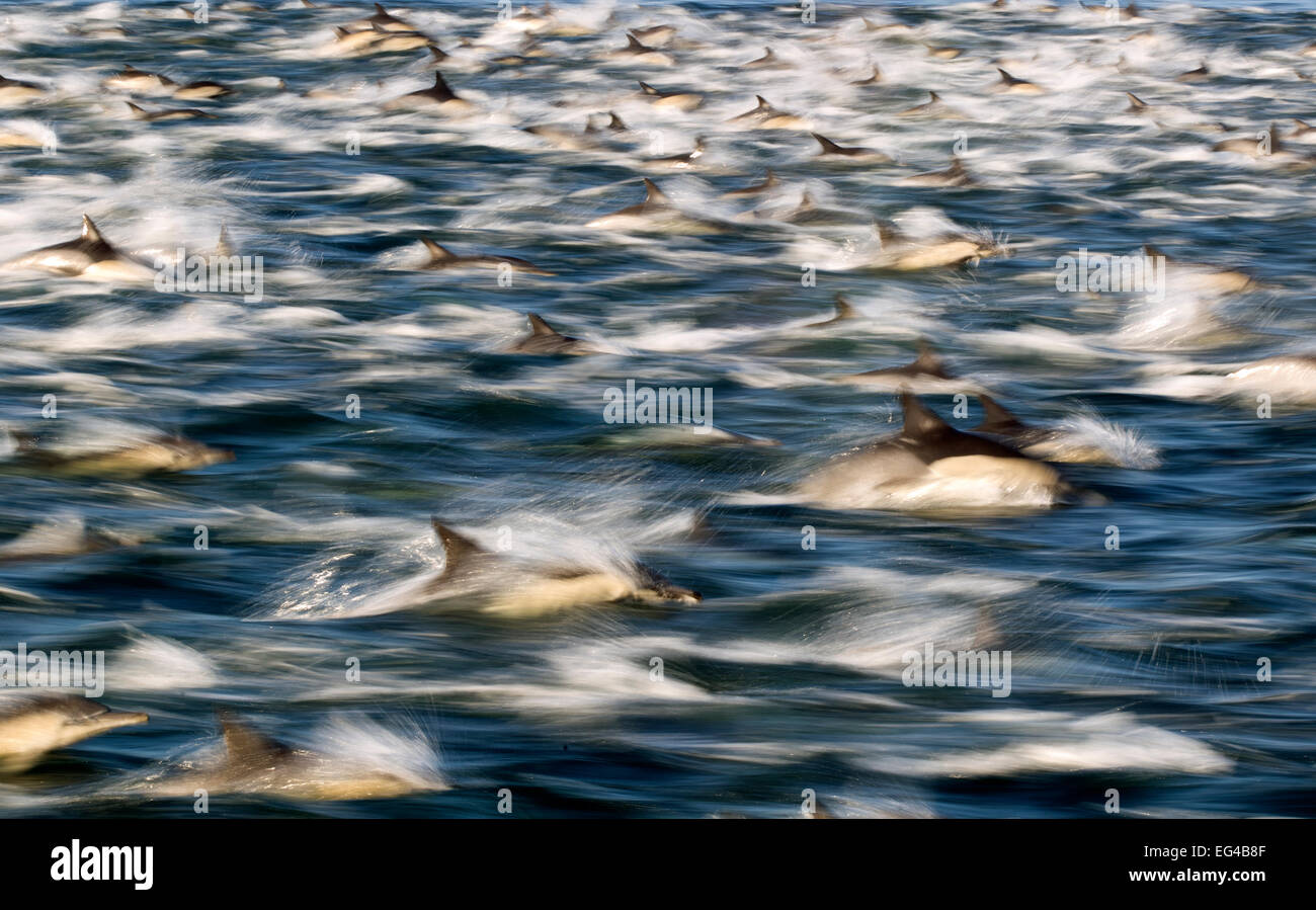 Dolphin pod close together hi-res stock photography and images - Alamy