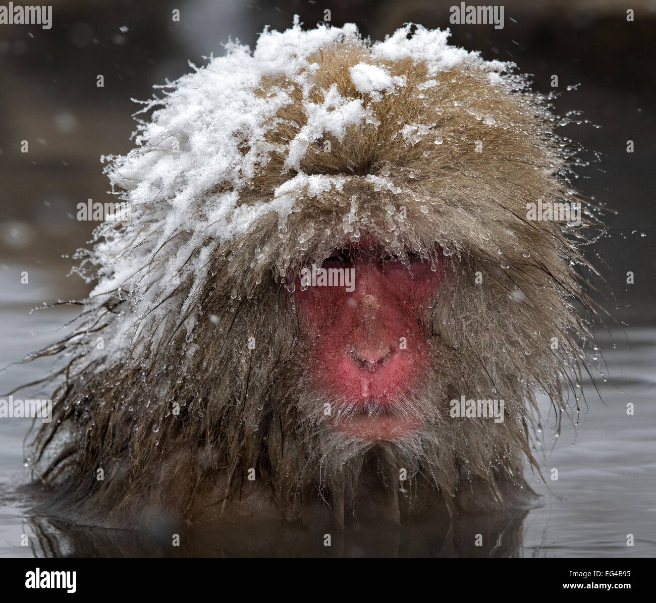 Japanese Macaque (Macaca fuscata) adult wet snowy head in the hot ...