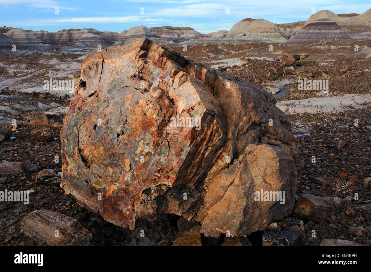 Petrified wood segment Blue Mesa Badlands Petrified Forest National ...
