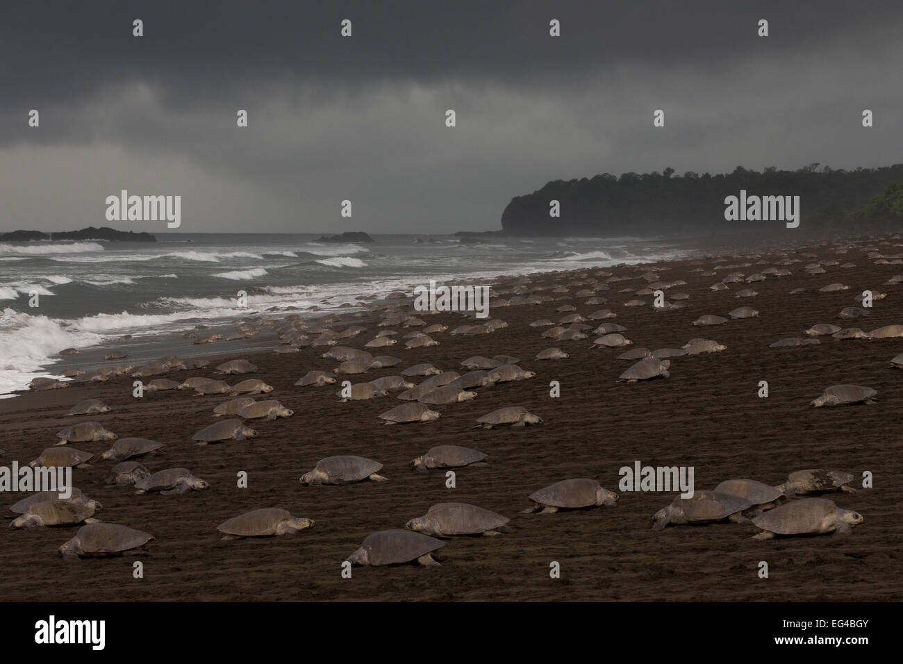 Olive ridley sea turtles (Lepidochelys olivacea) females coming ashore ...