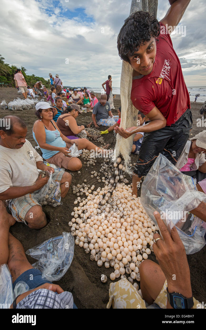 Turtle eggs poaching hi-res stock photography and images - Alamy