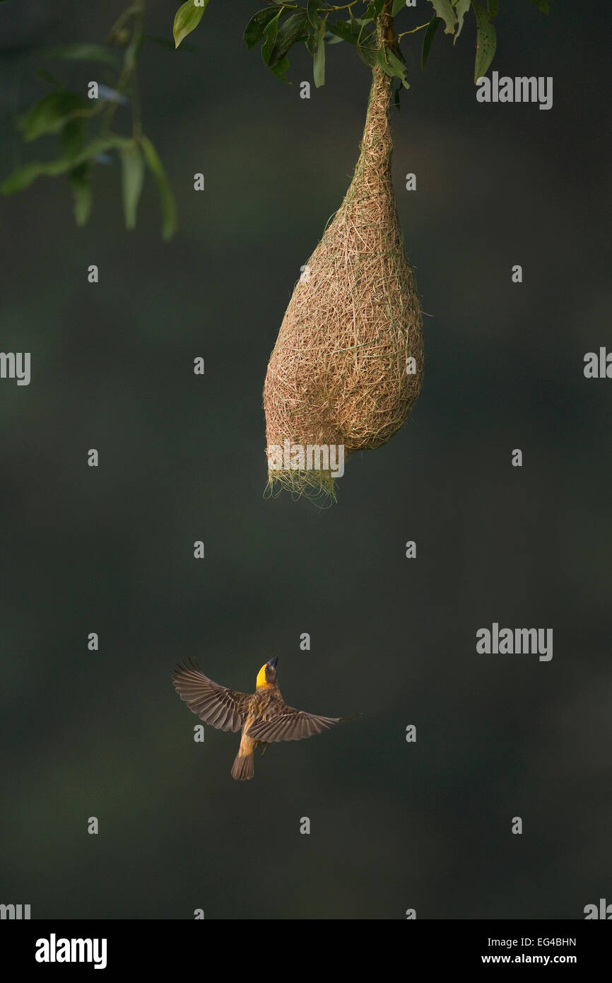 Male flying nest entrance hi-res stock photography and images - Alamy