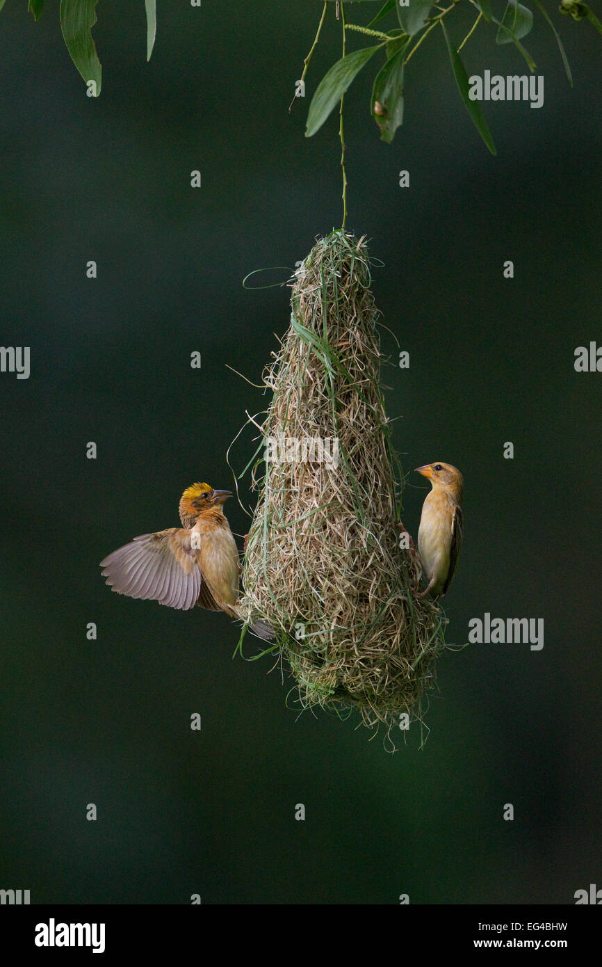 Baya weaver (Ploceus philippinus) subadult birds practising building ...