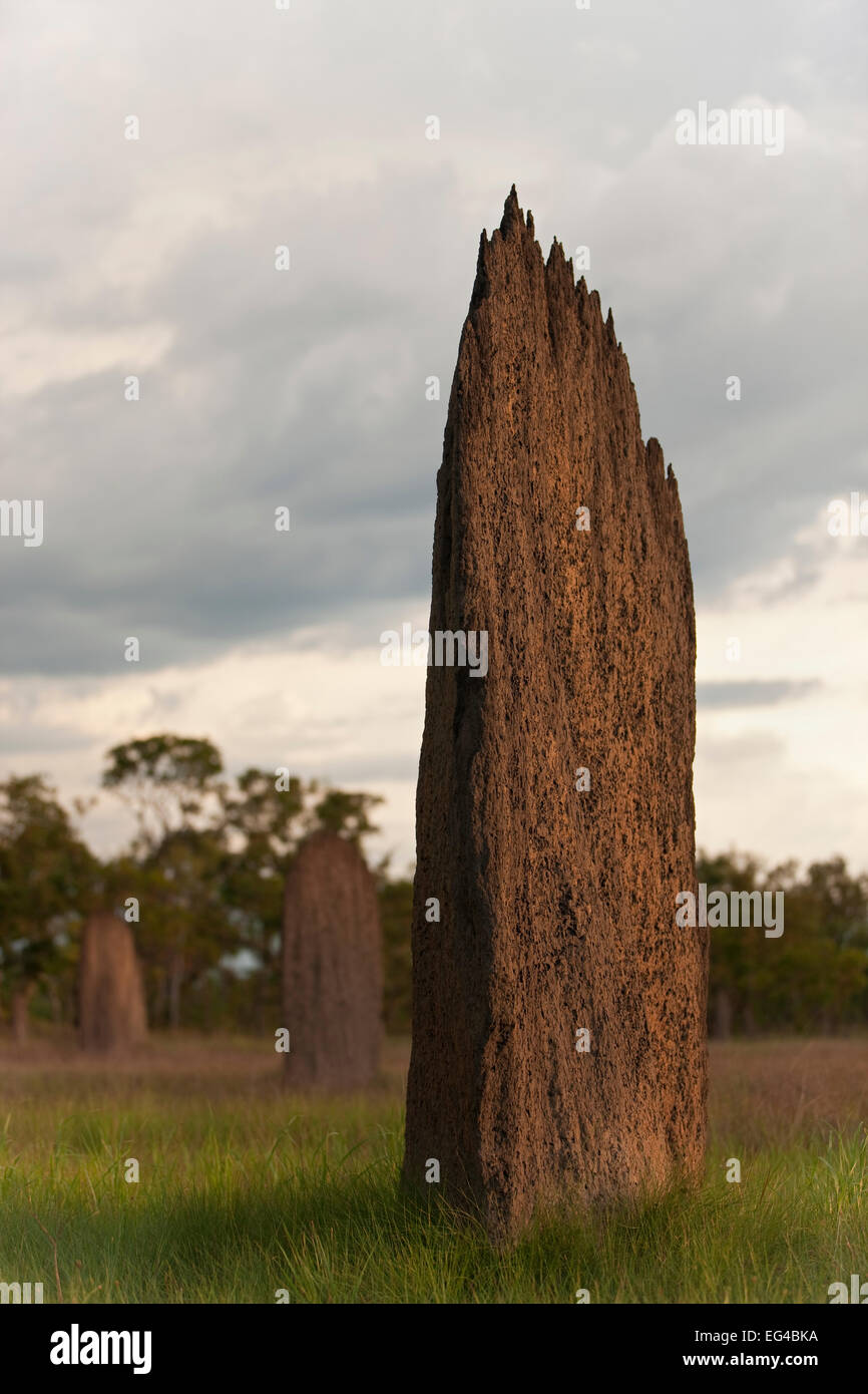 Magnetic Termite (Amitermes meridionalis) mounds in grassland ...