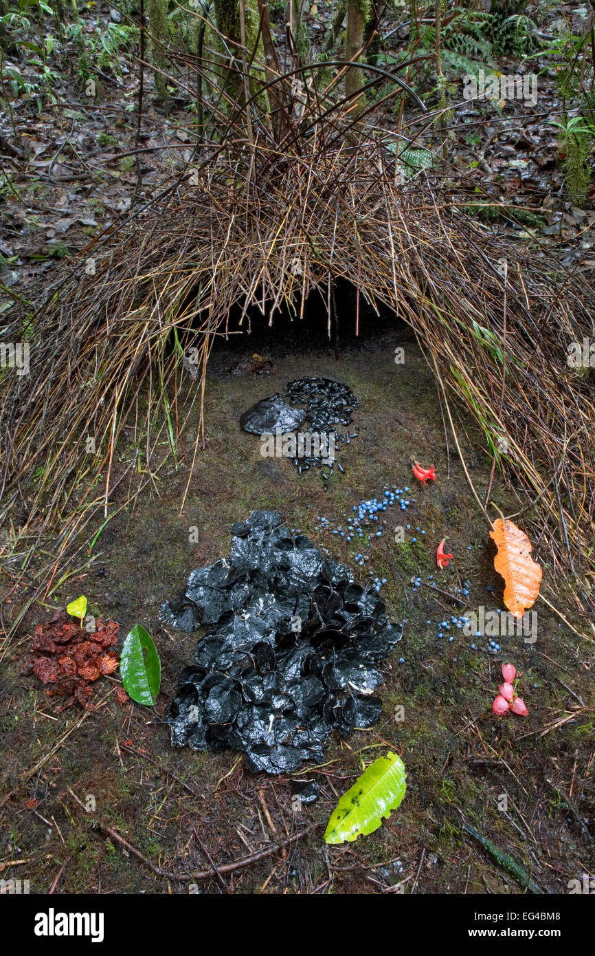 Bower Vogelkop Bowerbird (Amblyornis inornatus) decorated various types ...