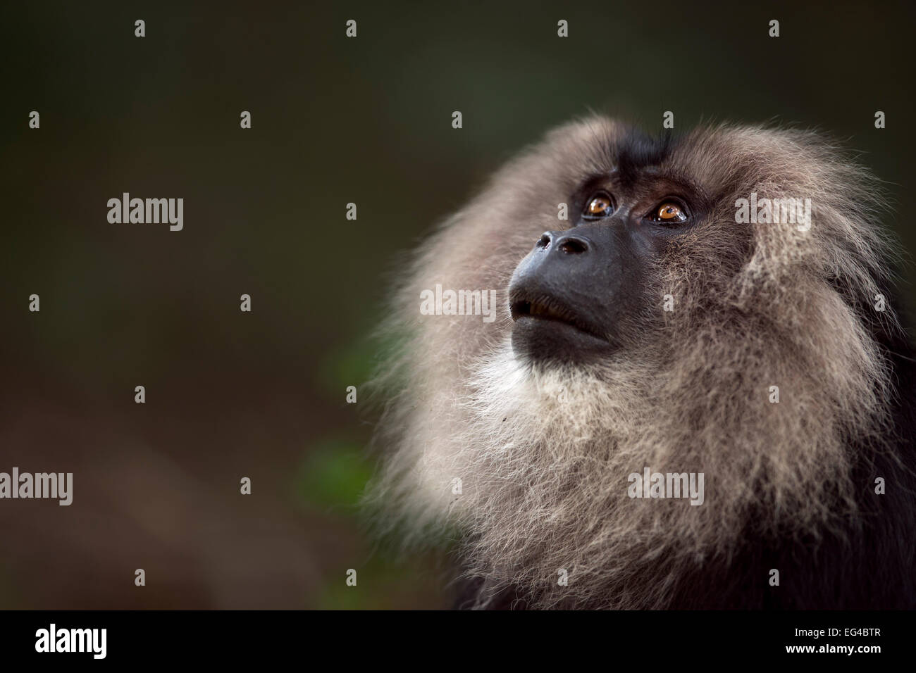Lion-tailed macaque (Macaca silenus) male portrait. Anamalai Tiger ...