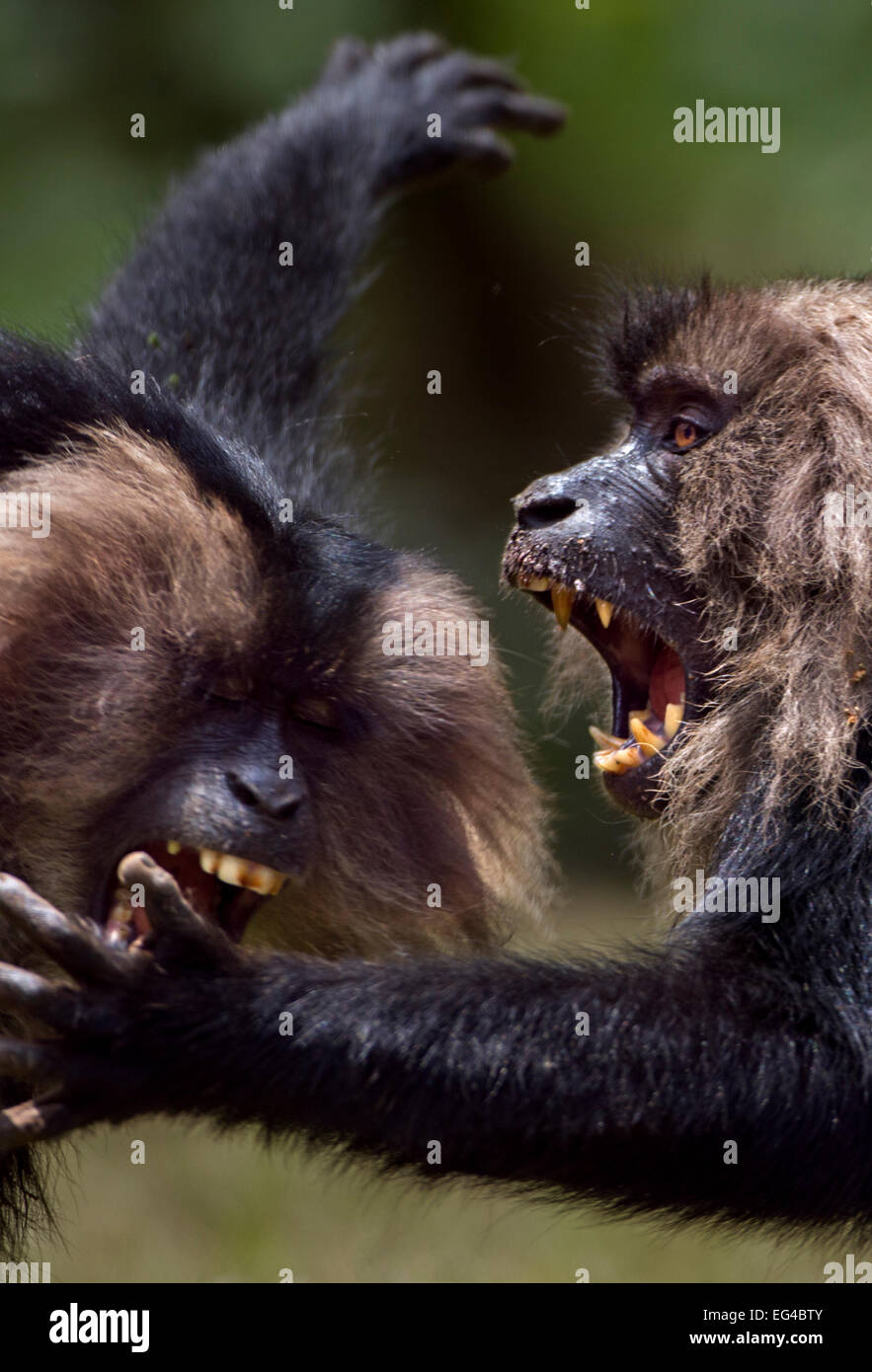 Lion-tailed macaques (Macaca silenus) play fighting. Anamalai Tiger ...