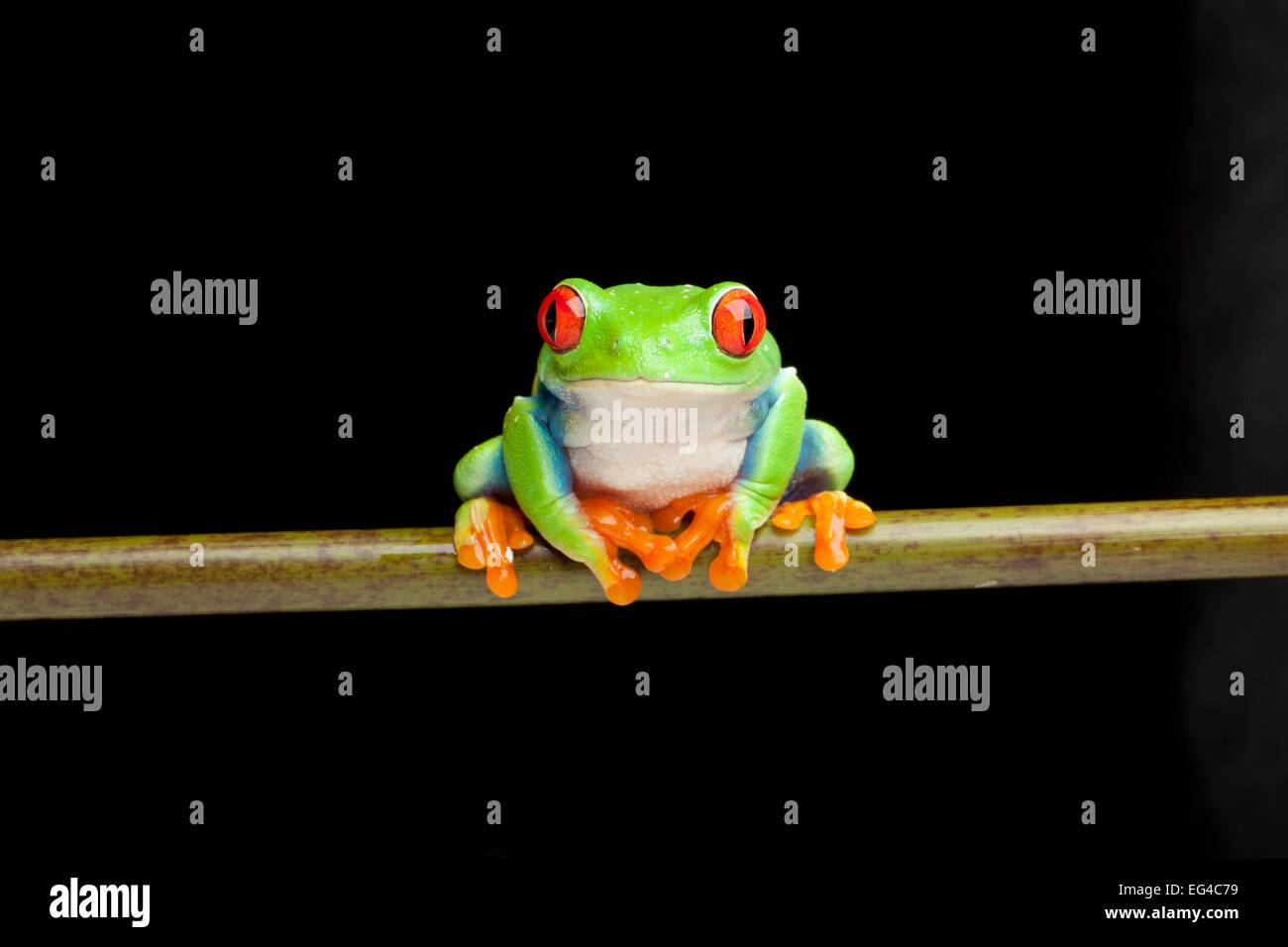 Red-eyed leaf frog (Agalychnis callidryas) Central America Stock Photo ...