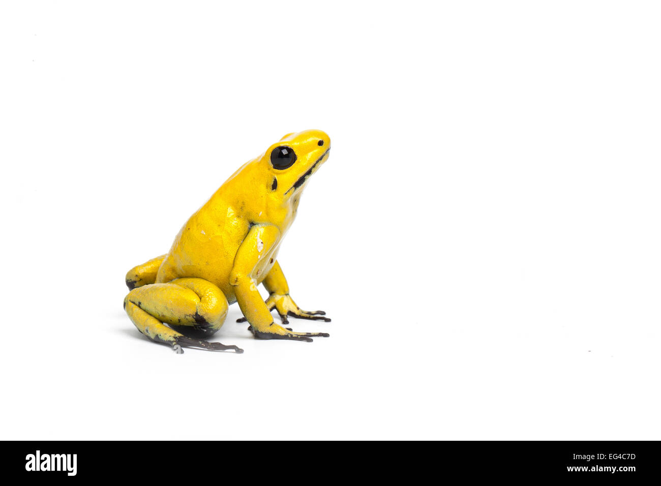 Yellow poison dart frog (Phyllobates terribilis) the world"s most ...