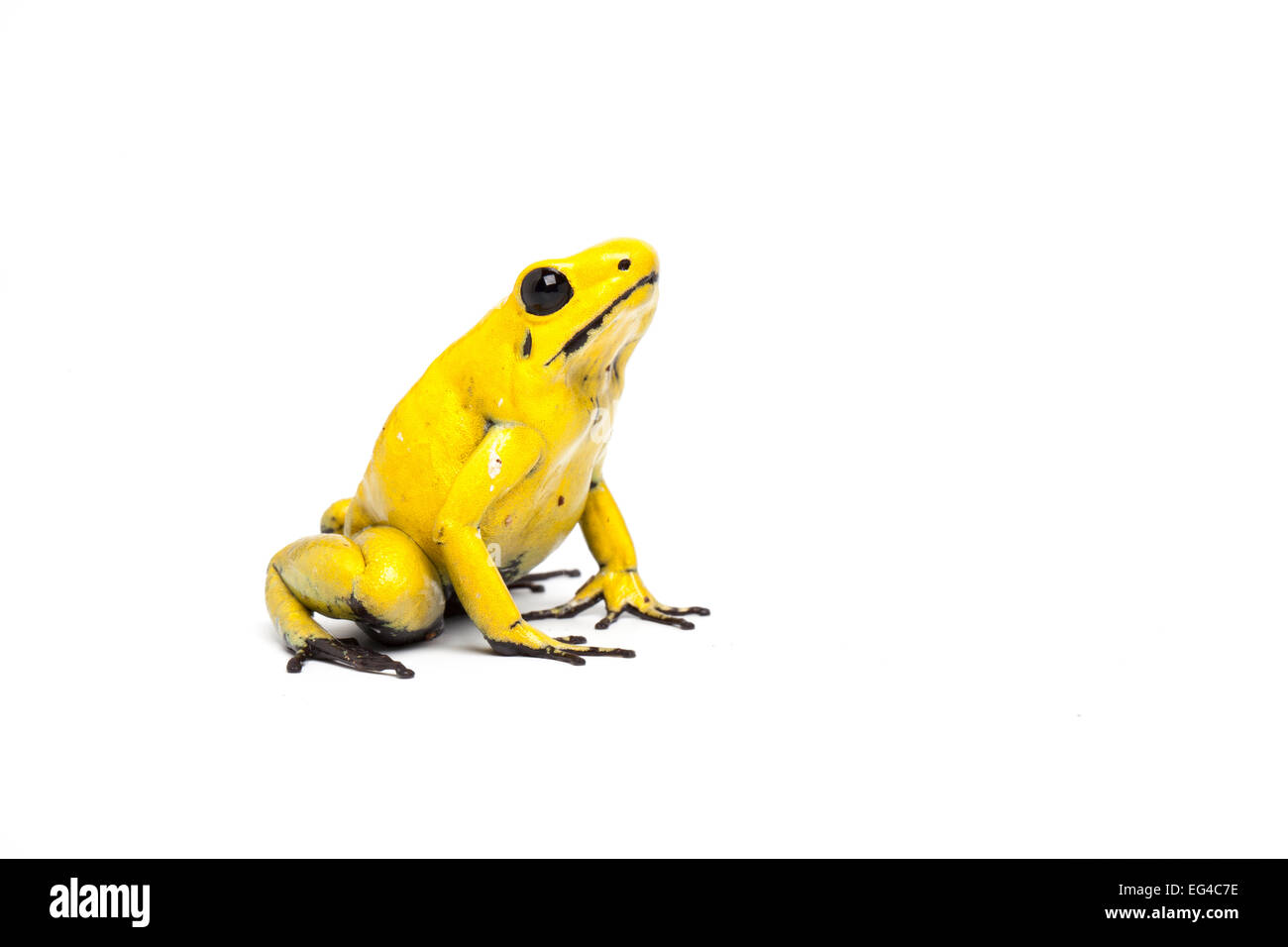 Golden poison dart frog hi-res stock photography and images - Alamy