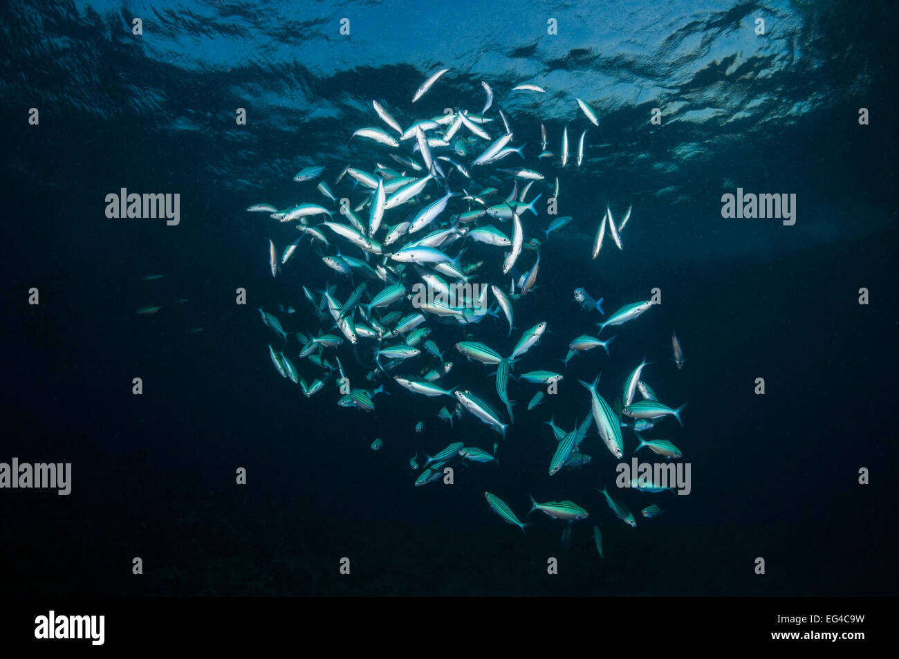 Red sea fusiliers hi-res stock photography and images - Alamy