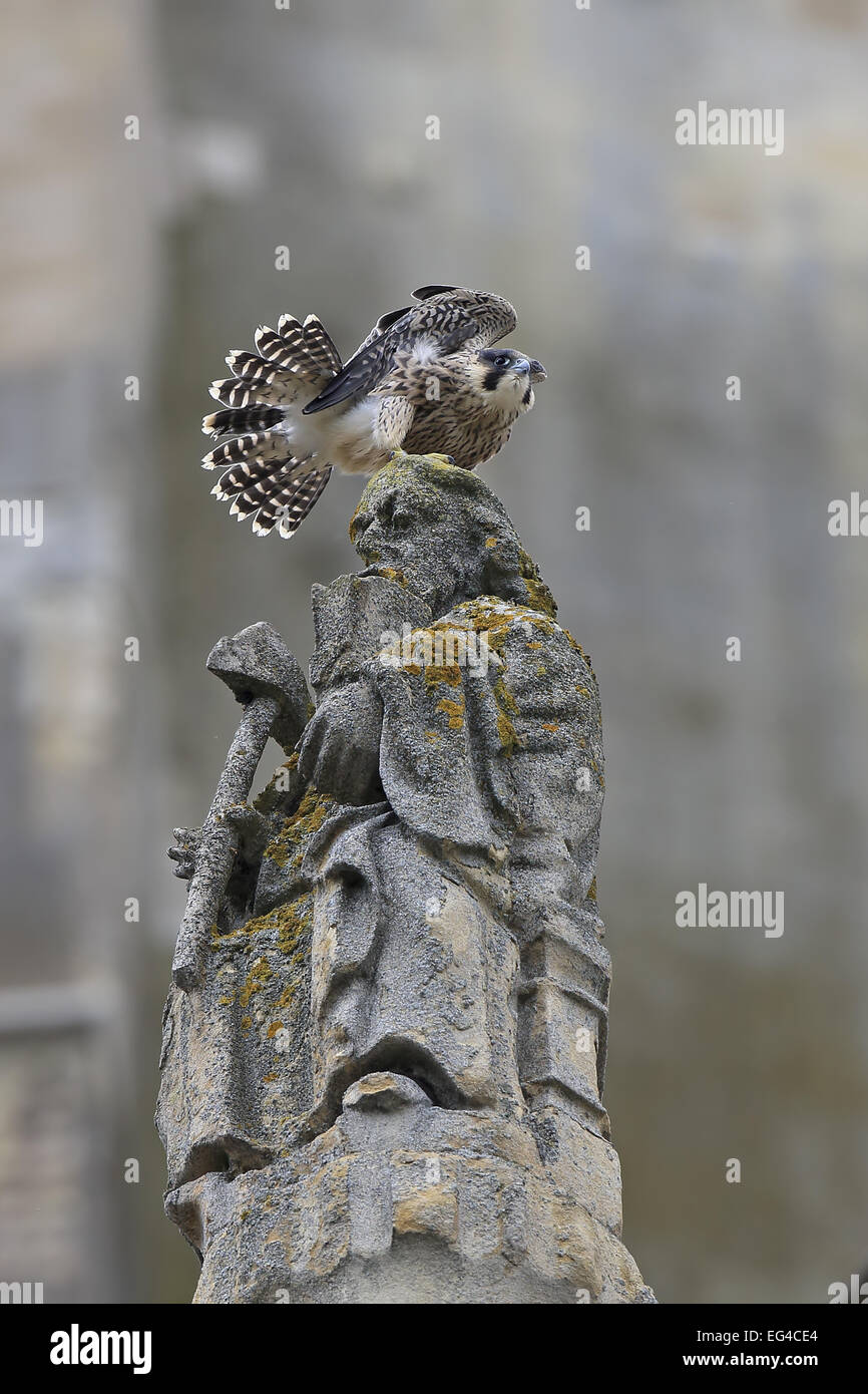 Peregrine falcon (Falco peregrinus) on statue"s head Norwich Cathedral ...