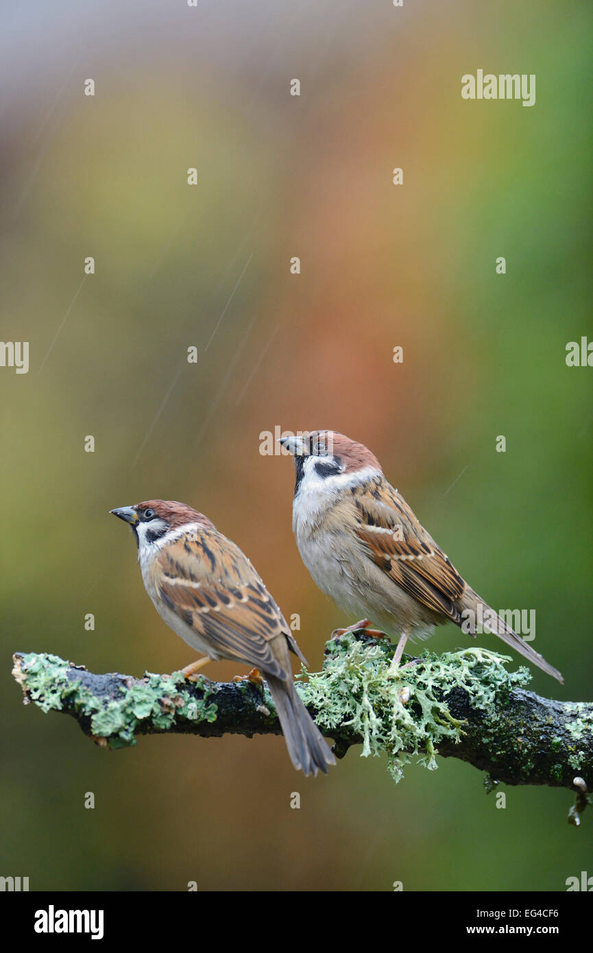 True sparrows hi-res stock photography and images - Alamy