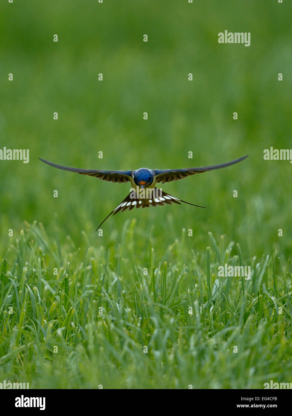 Barn swallow (Hirundo rustica) flying low over the ground Indre-et ...