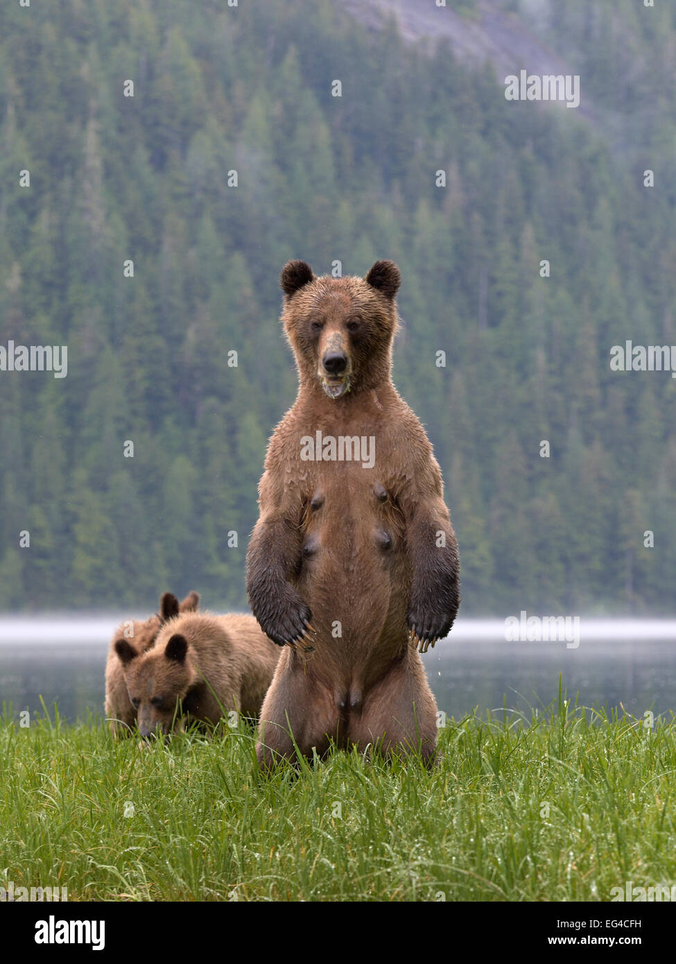 Bear standing on two legs hi-res stock photography and images - Alamy