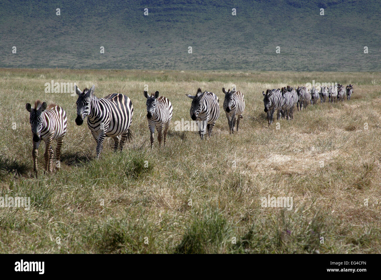 People walking single file hi-res stock photography and images - Alamy