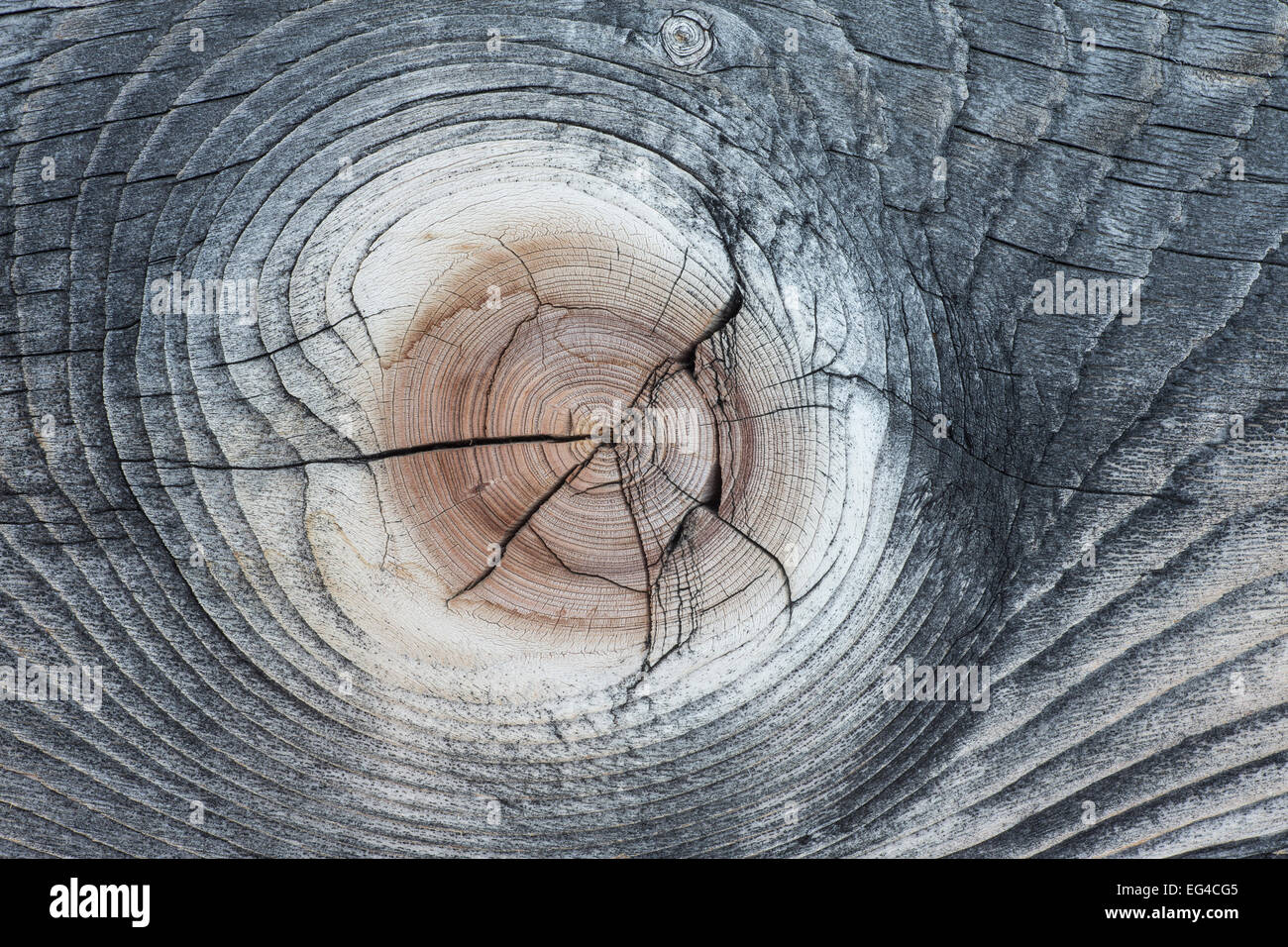 Wood patterns in Lodgepole pine (Pinus contorta) Yellowstone National ...