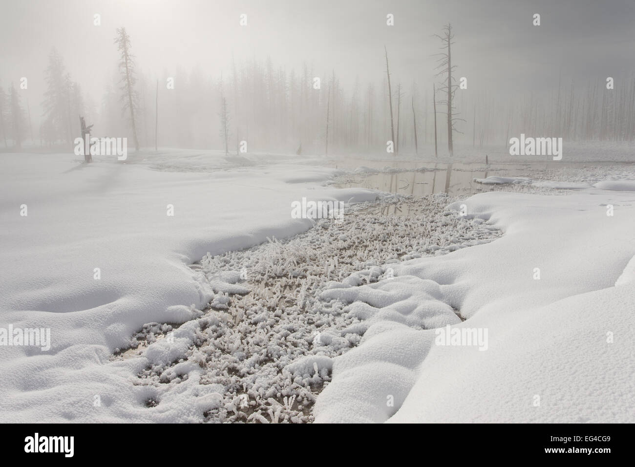 Calcified trees at Tangled Creek in winter Yellowstone National Park ...