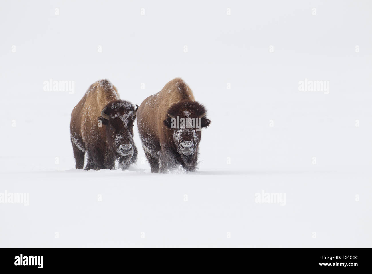 American Bison (Bison bison) walking through deep snow Yellowstone ...