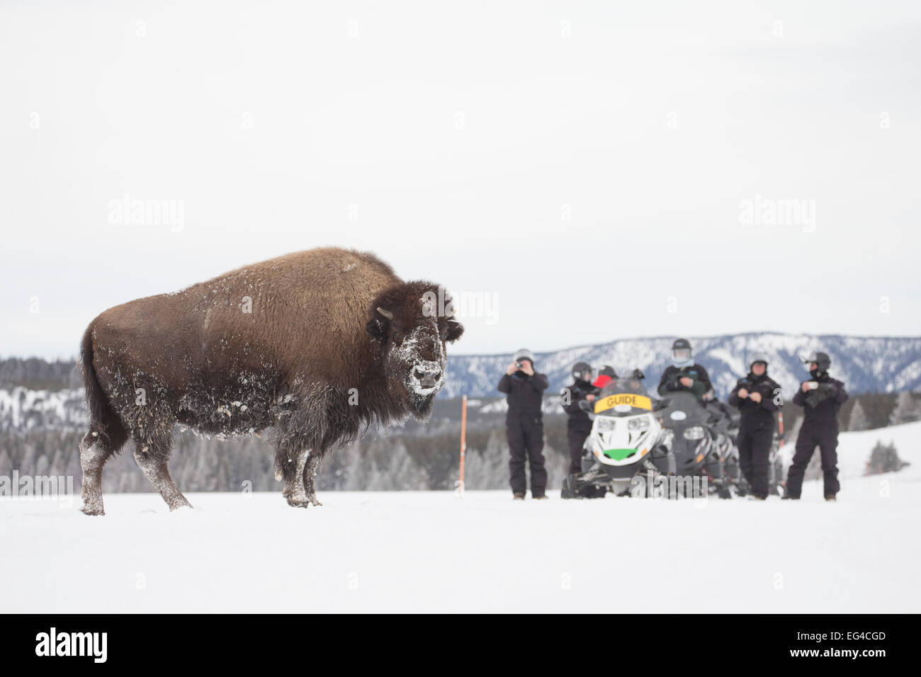 Tourists watching American bison (Bison bison) Yellowstone National ...