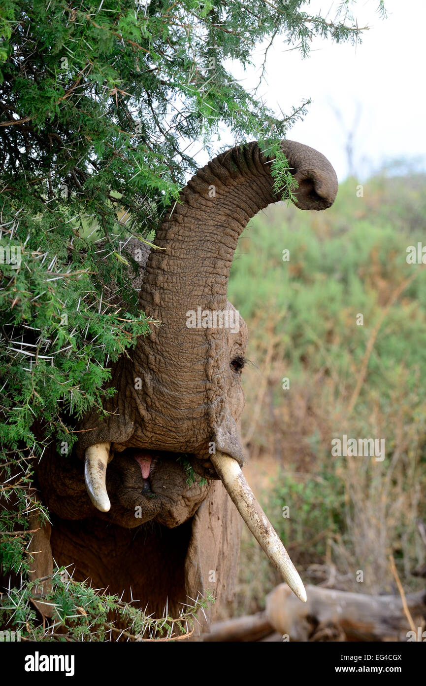 African low thorns hi-res stock photography and images - Alamy