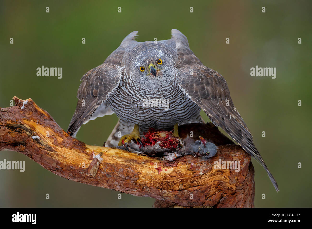 Female goshawk (Accipiter gentilis) hiding Wood pigeon (Columba ...