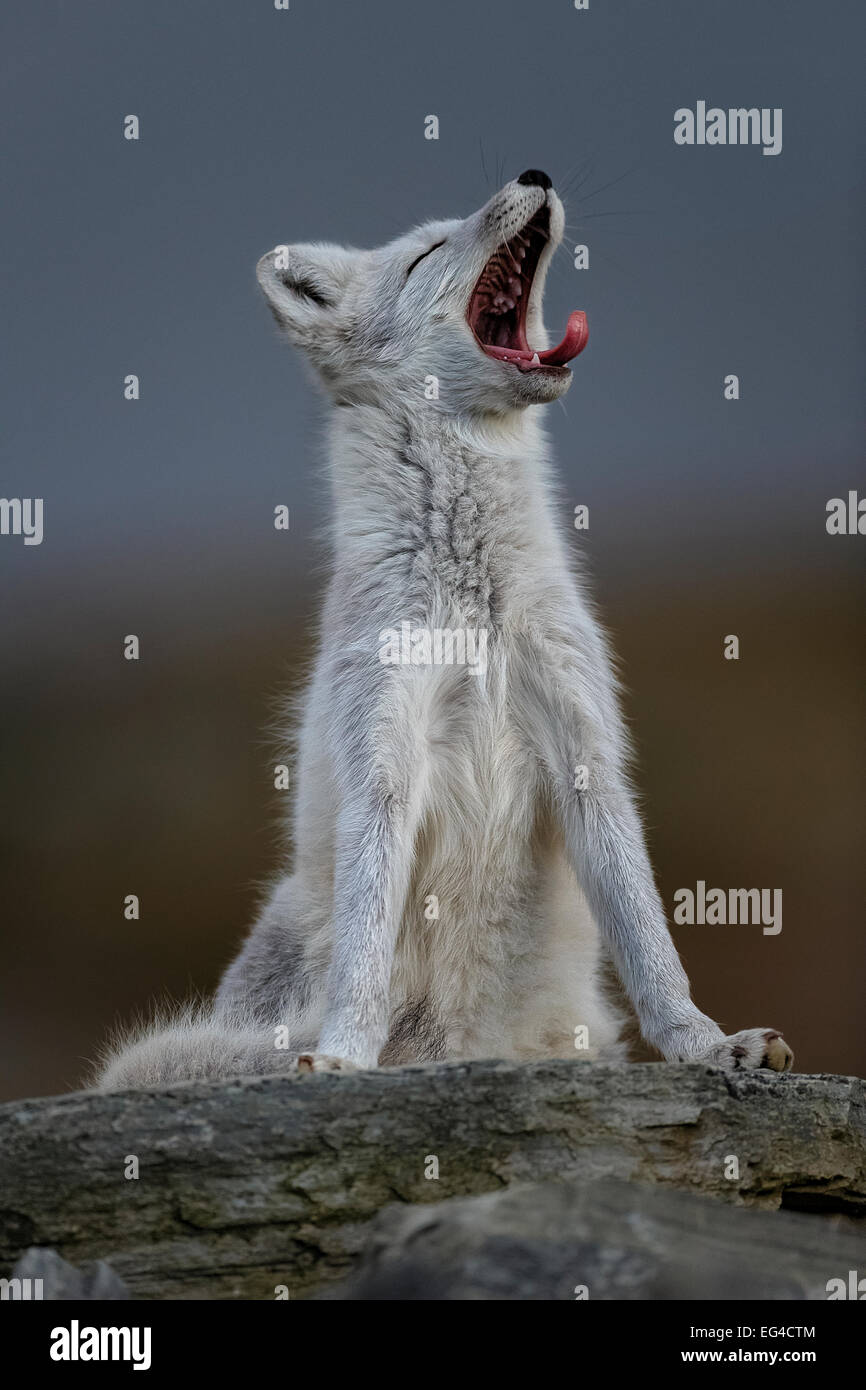 Arctic Fox (Alopex / Vulpes lagopus) yawning during moult grey summer ...