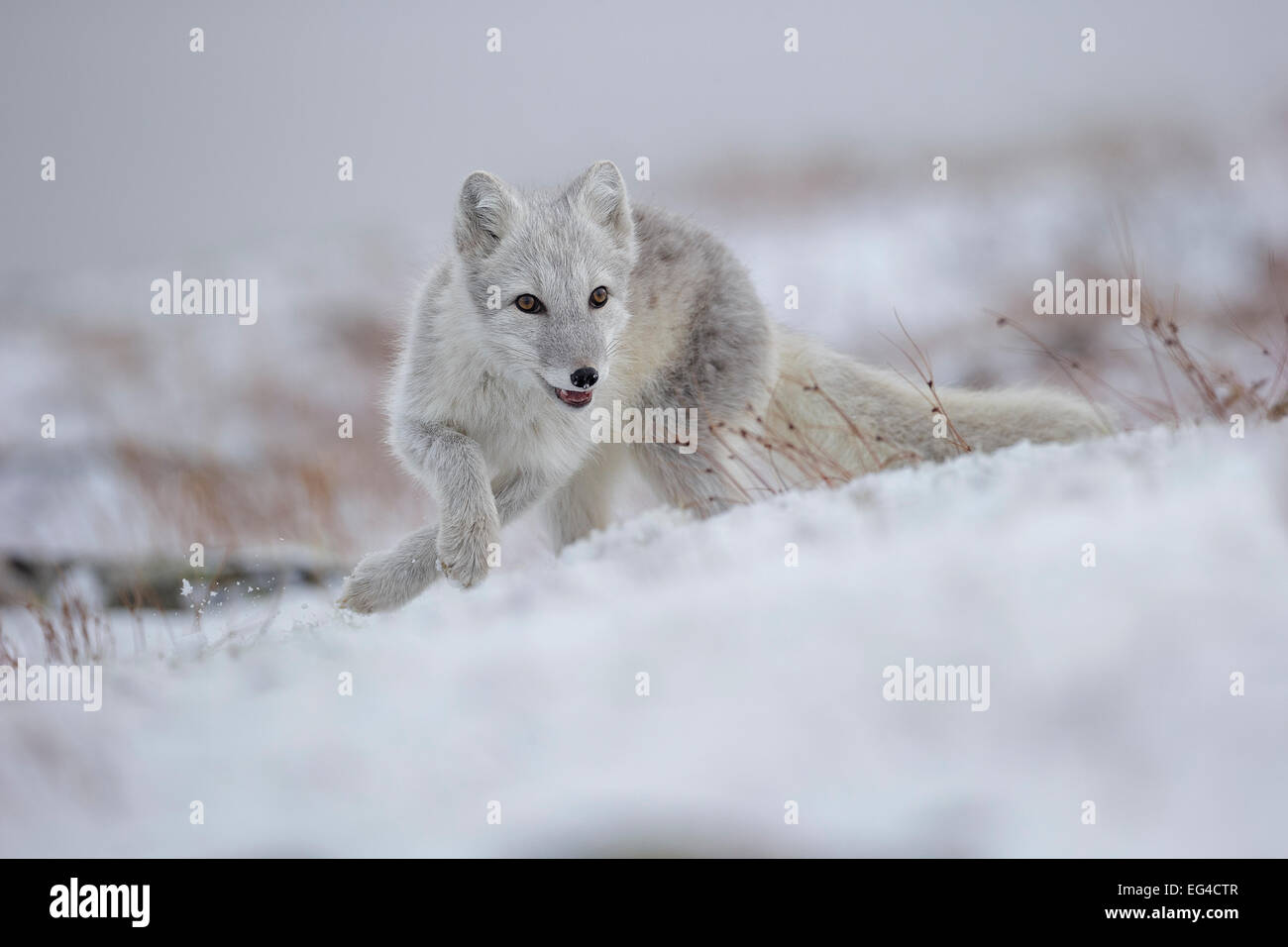 Arctic Fox (Alopex / Vulpes lagopus) hunting in fresh snow during moult ...