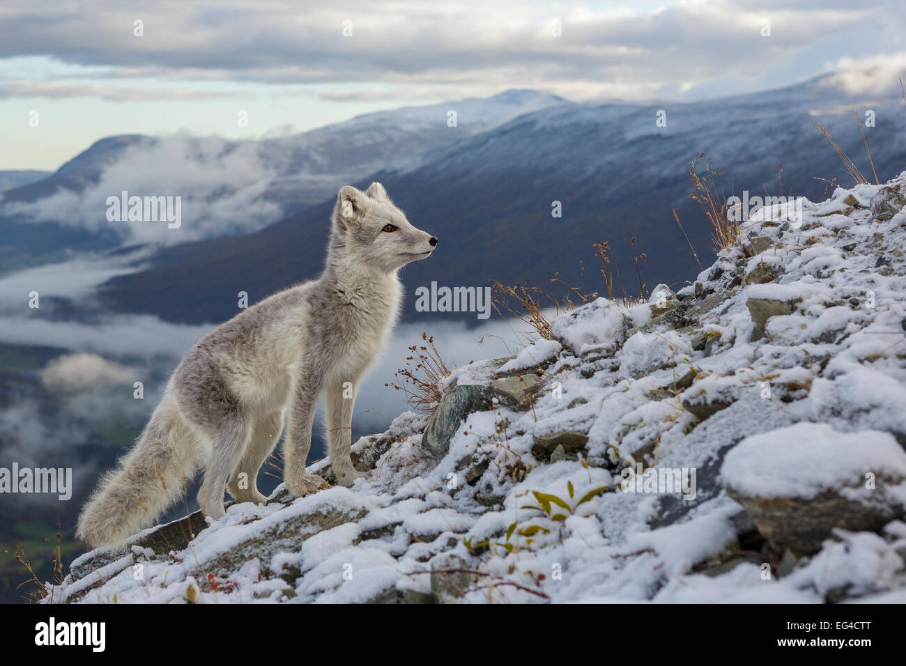 Arctic Fox (Alopex / Vulpes lagopus) standing on ridge during moult ...