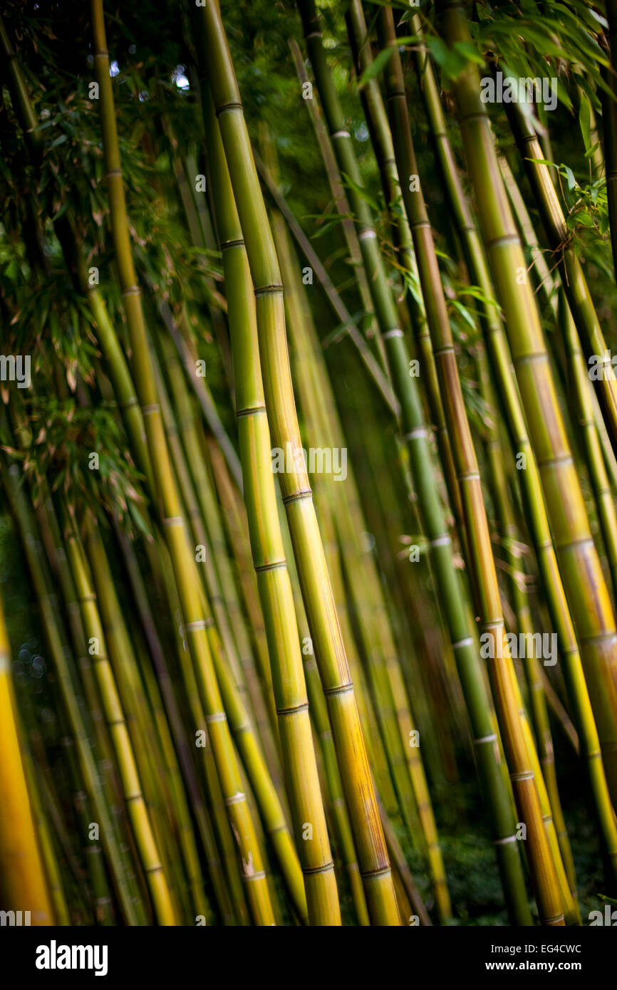 Bamboo in a Chinese garden Stock Photo - Alamy