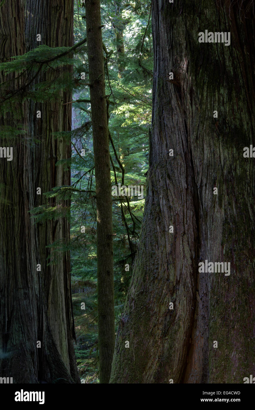 Western red cedar trees hi-res stock photography and images - Alamy