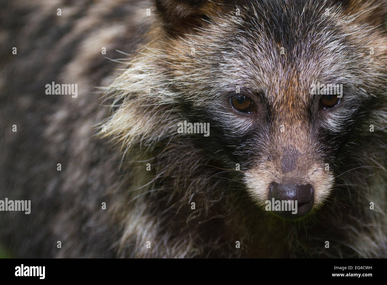 Raccoon dog (Nyctereutes procyonoides) portrait captive occurs in East ...