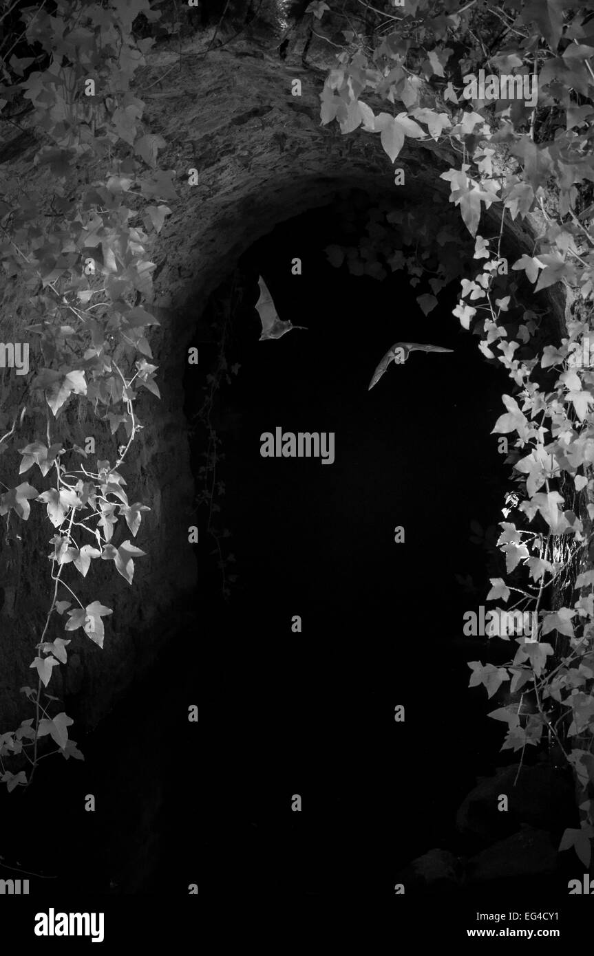 Flying under bridges hi-res stock photography and images - Alamy