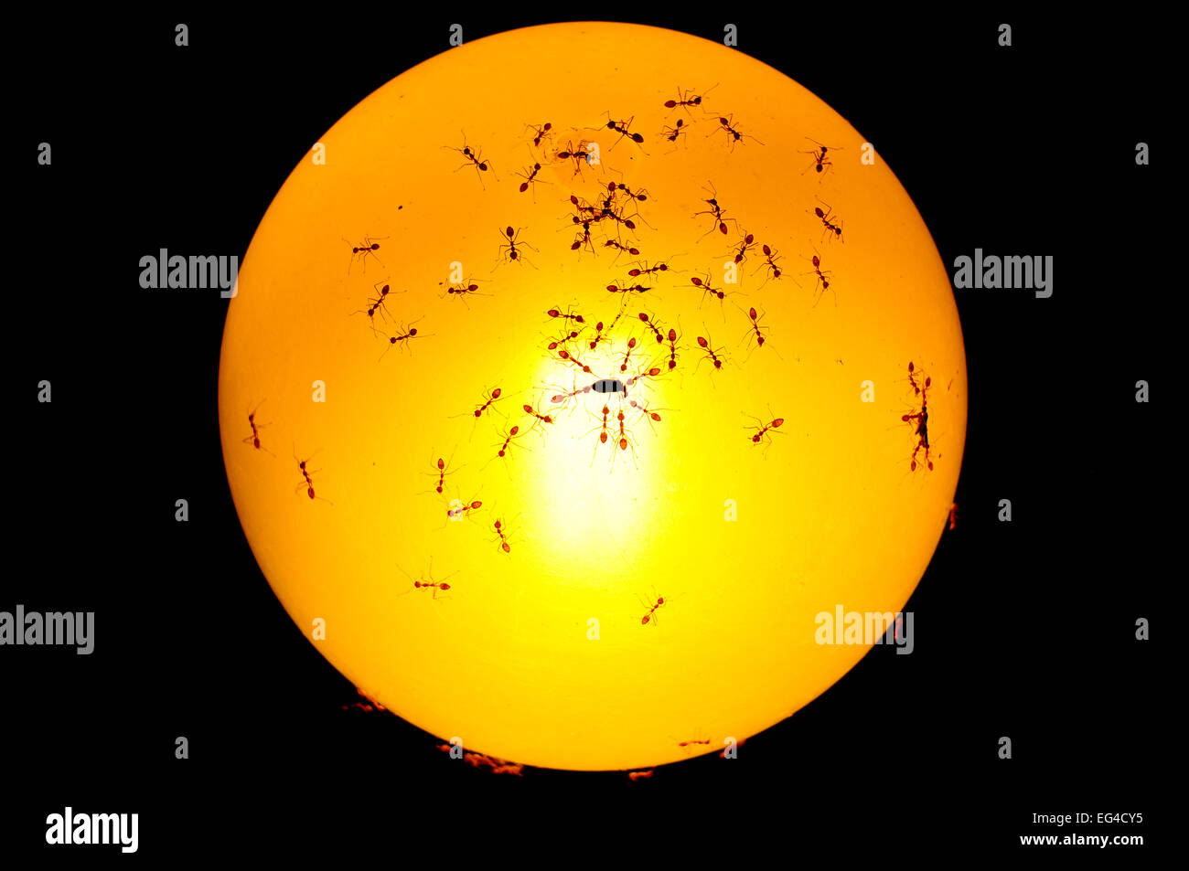 Insects attracted to light hi-res stock photography and images - Alamy