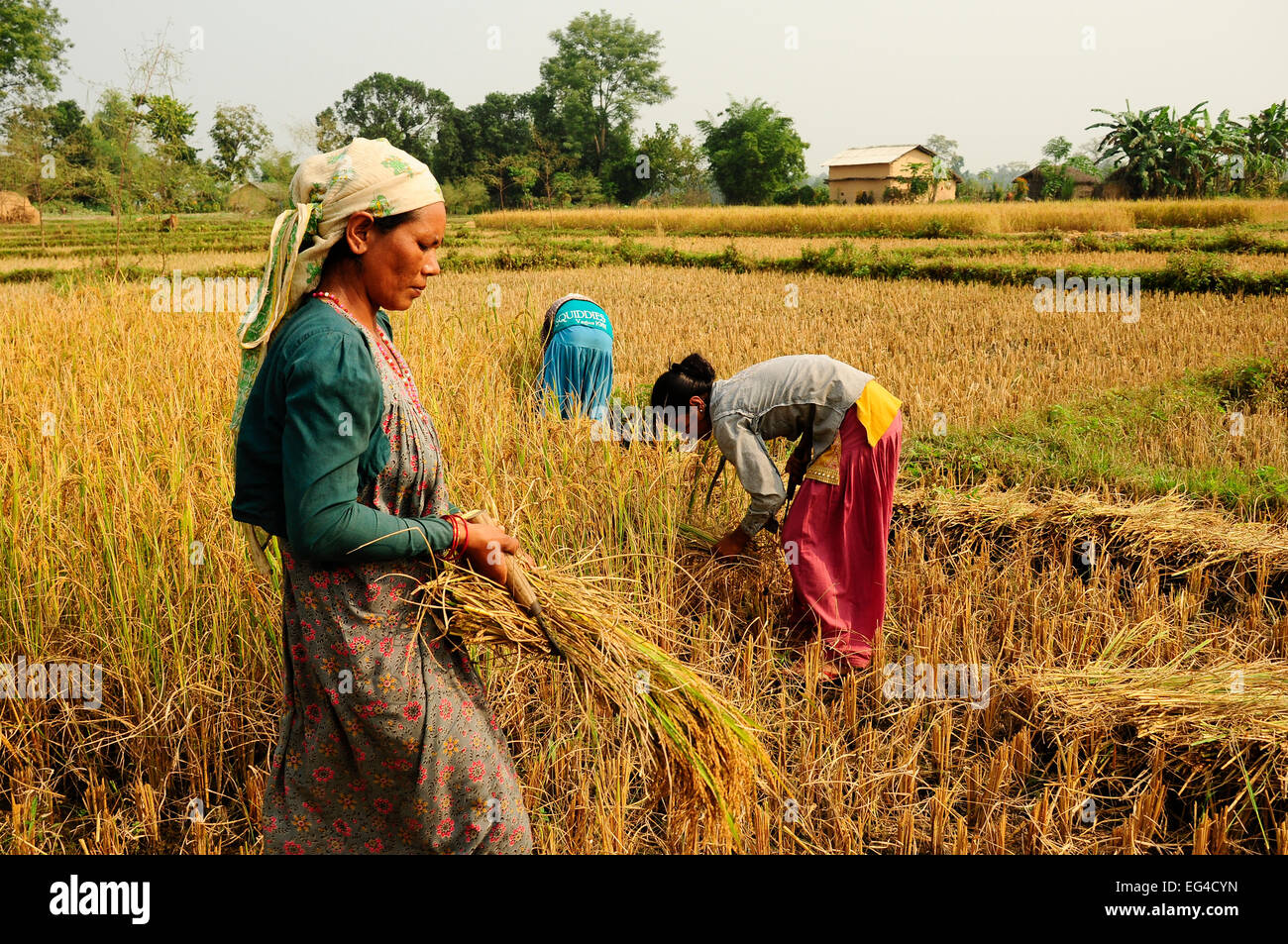 Reaping The Harvest High Resolution Stock Photography and Images - Alamy