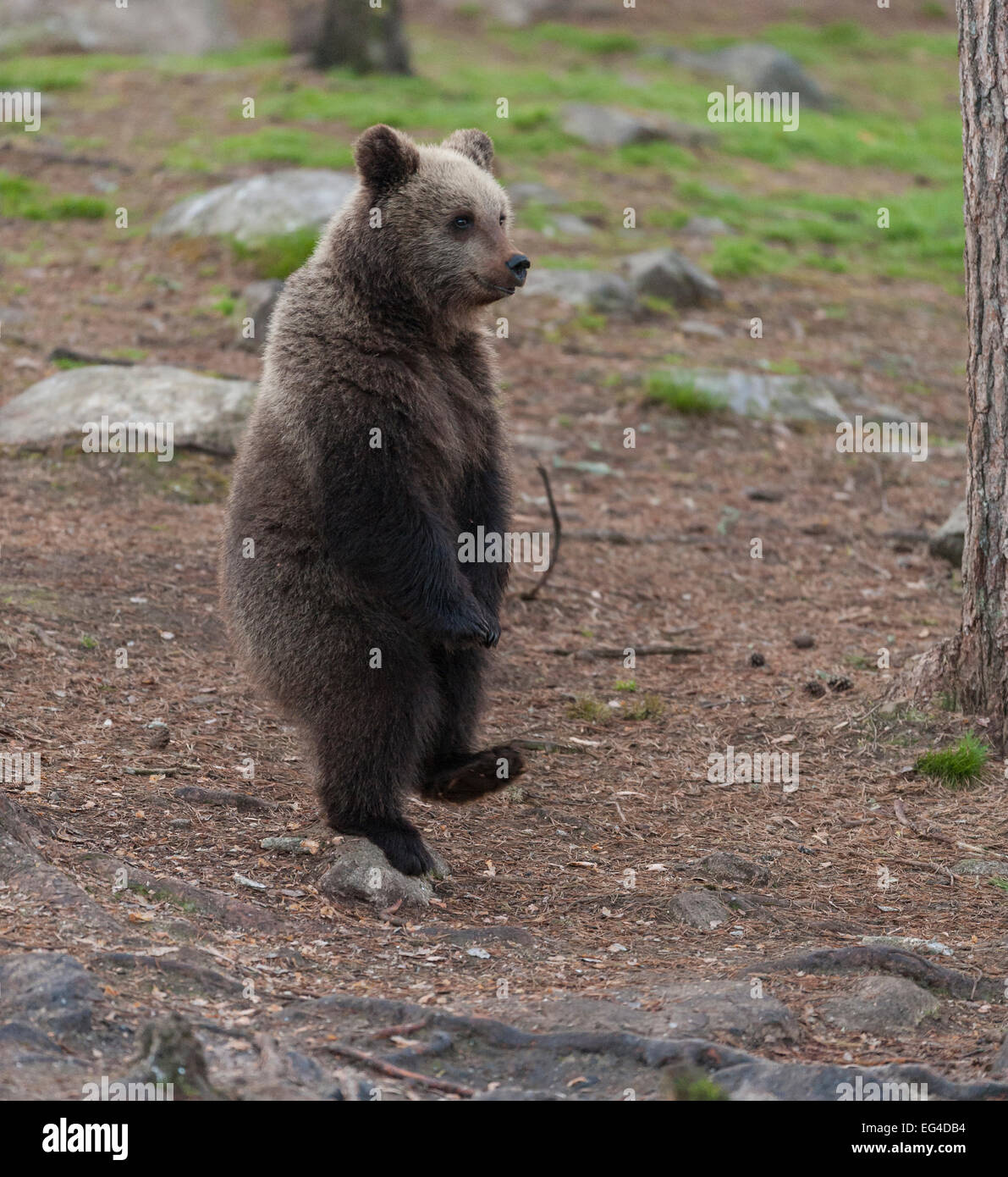 Bear standing side view hi-res stock photography and images - Alamy