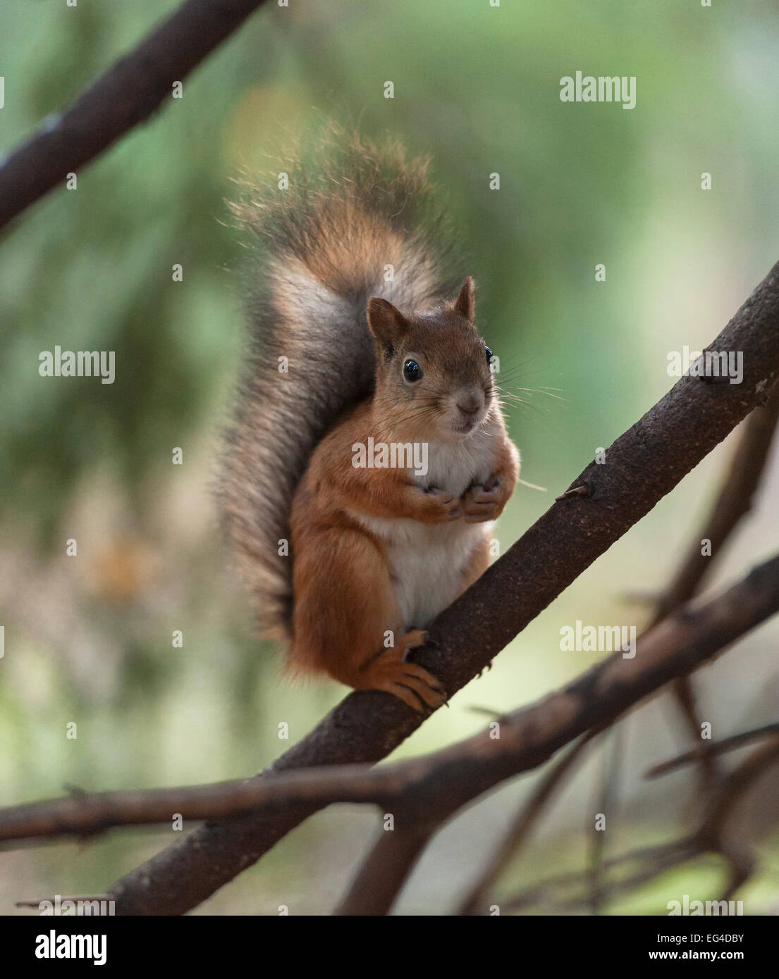 Red squirrel (Sciurus vulgaris) portrait southern Finland October Stock ...