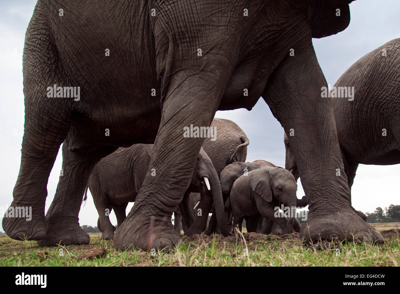 Baby elephant walking between legs hi-res stock photography and images ...