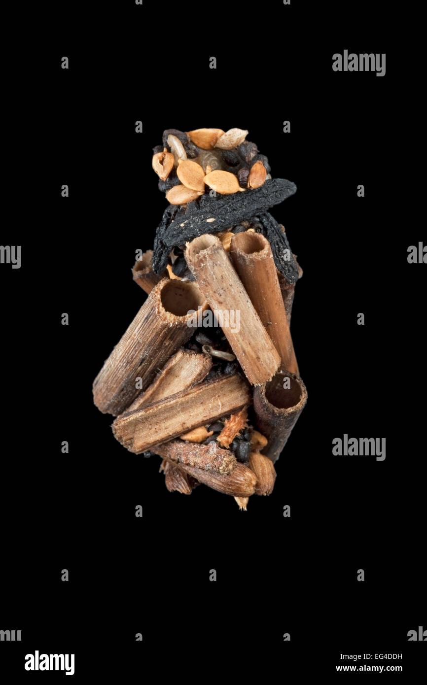 Caddisfly (Limnephilus sp.) case built sticks wood fragments seeds ...