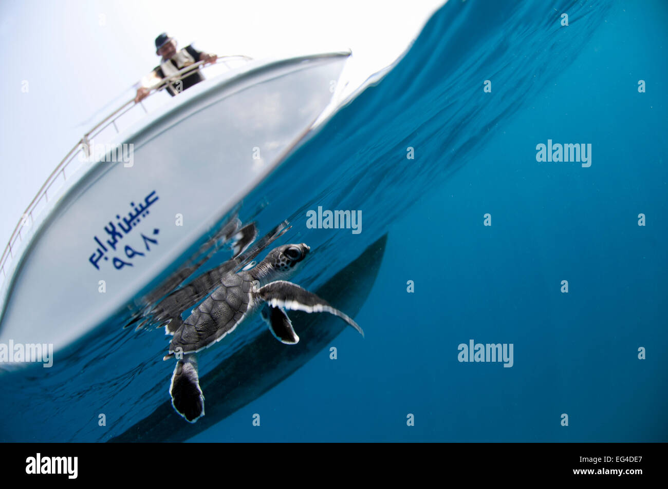 Green Turtle (Chelonia mydas) Hatchling swimming out to deep water ...