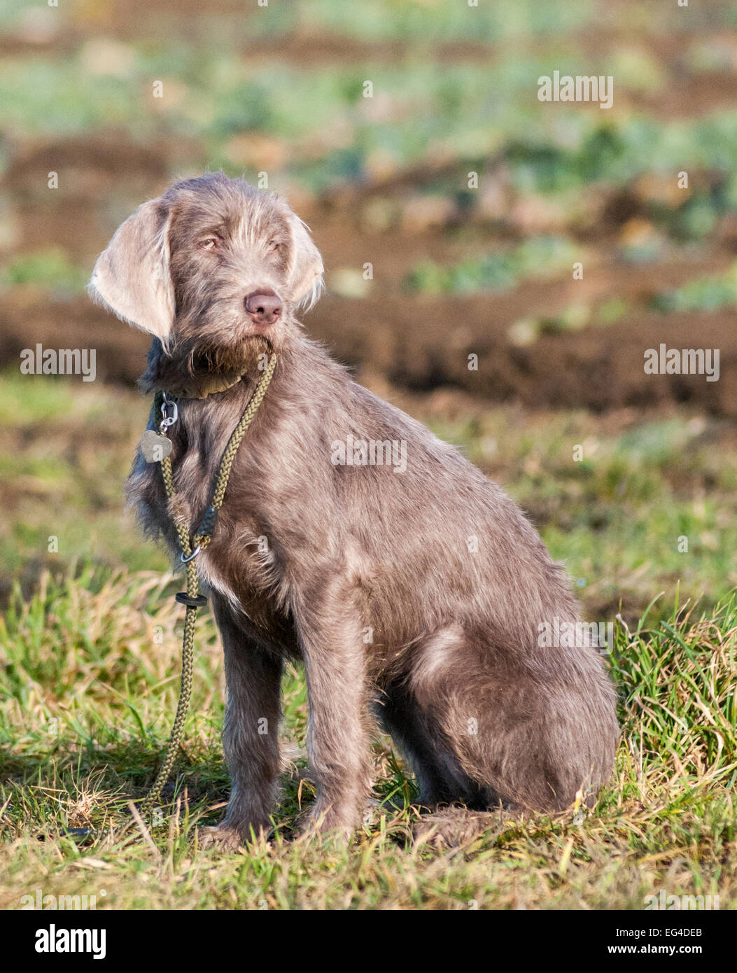 Is A Slovakian Wirehaired Pointer A Good Family Dog