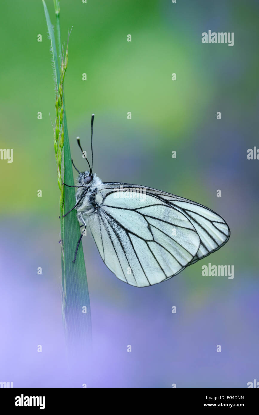 Butterfly lepidoptera neoptera pterygota insecta hexapoda arthropoda hi ...
