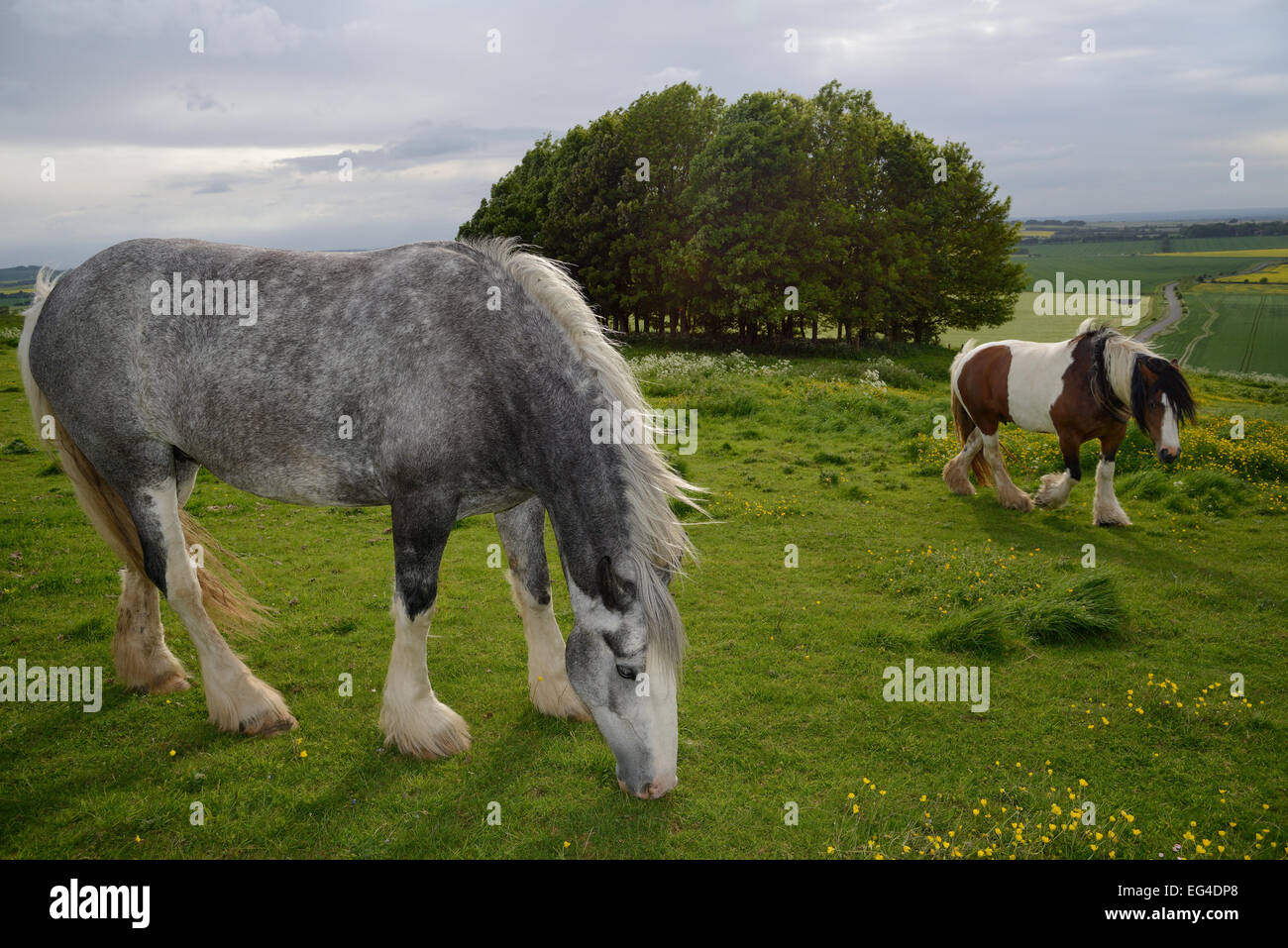 Two Irish Gypsy cob mares (Equus caballus) one dapple grey - grazing ...