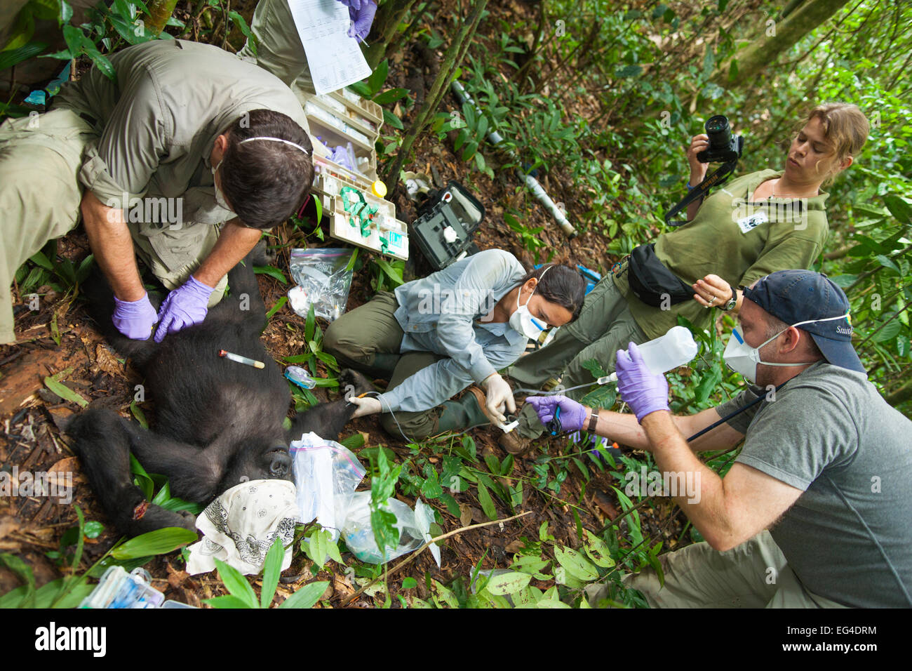 Angelique Todd veterinarians during the anaesthesia "Blackback" Western ...